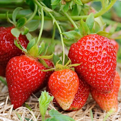 How to Grow Strawberries - Edible Jungle Nursery