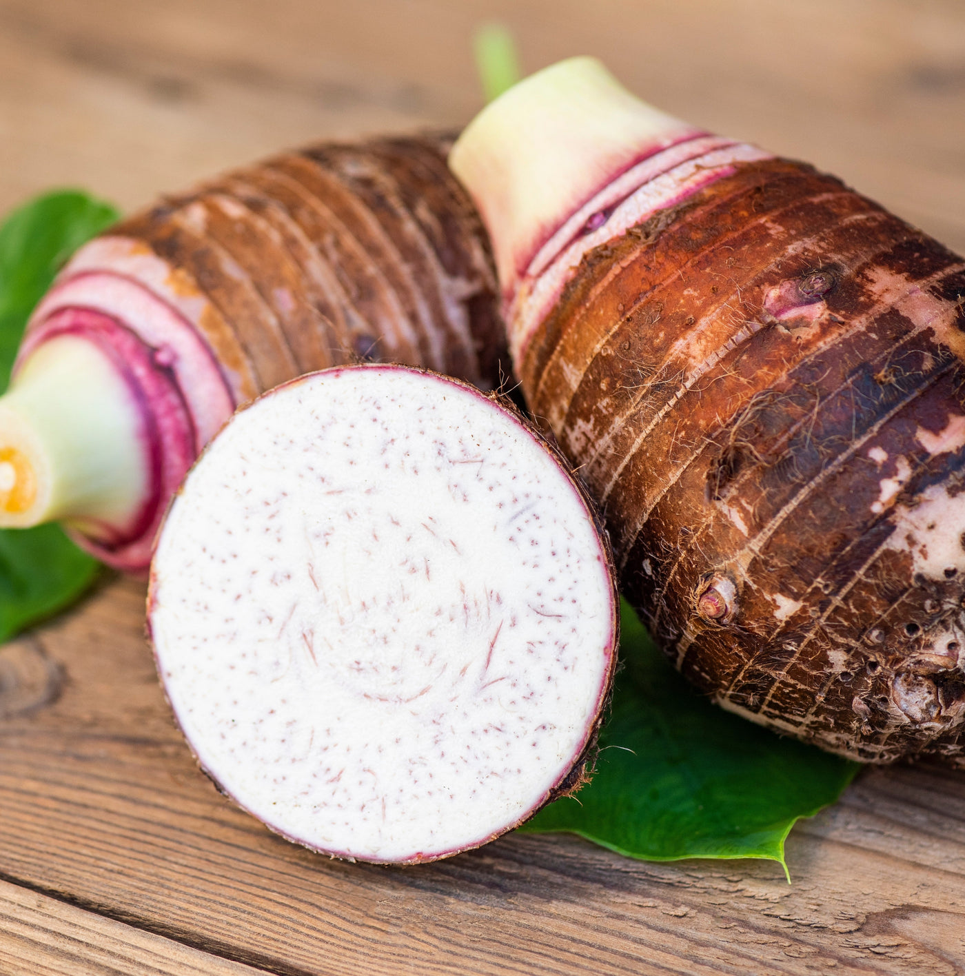 How to Grow Taro - Edible Jungle Nursery