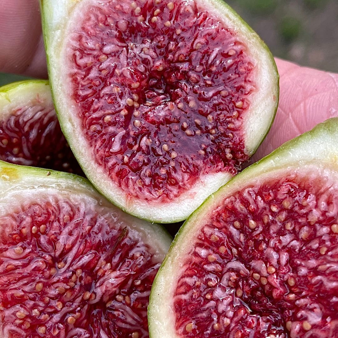 How to Grow Figs - Edible Jungle Nursery
