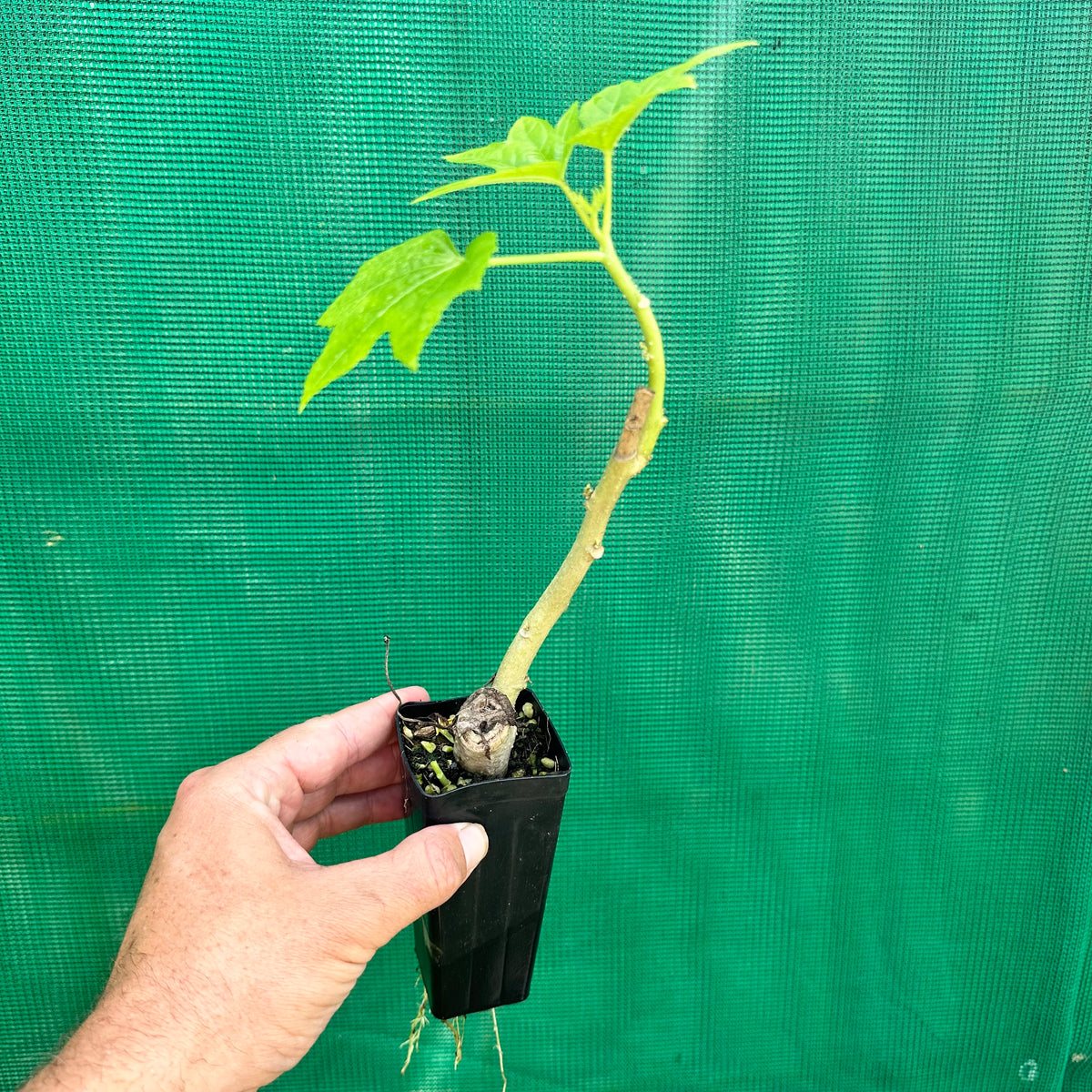 Aibika Hibiscus Spinach - Abelmoschus manihot - Edible Jungle Nursery
