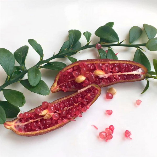 Finger Lime ‘Little Ruby’ NEW - Edible Jungle Nursery