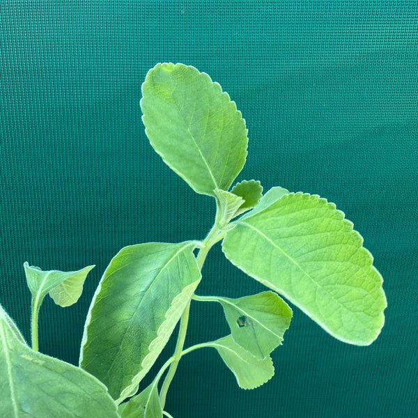 Indian Coleus - Coleus forsskohlii NEW - Edible Jungle Nursery