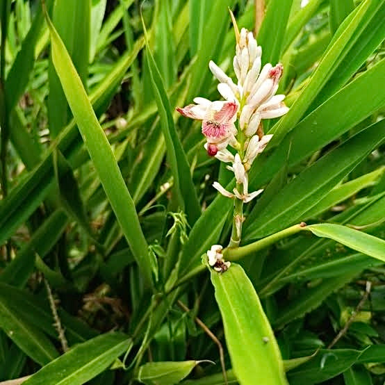 True Cardamom - Elettaria cardamomum NEW - Edible Jungle Nursery