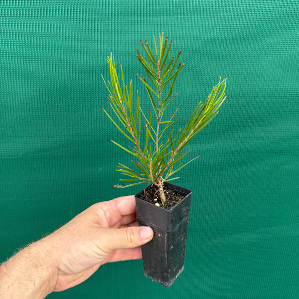 Acacia floribunda - Edible Jungle Nursery