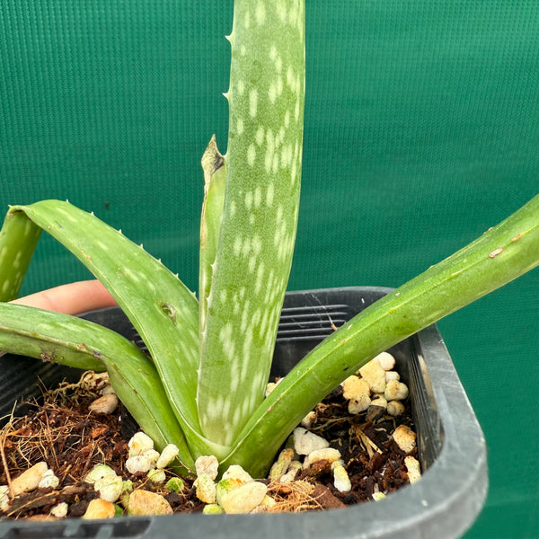 Aloe vera barbadensis ‘Miller’ NEW - Edible Jungle Nursery