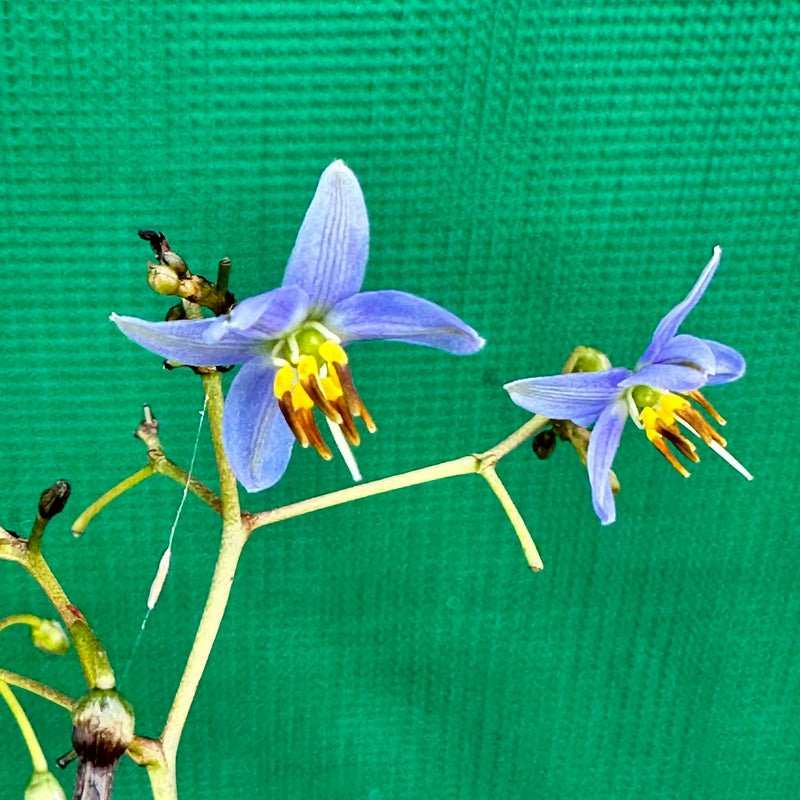 Blueberry Lily - Dianella revoluta - Edible Jungle Nursery
