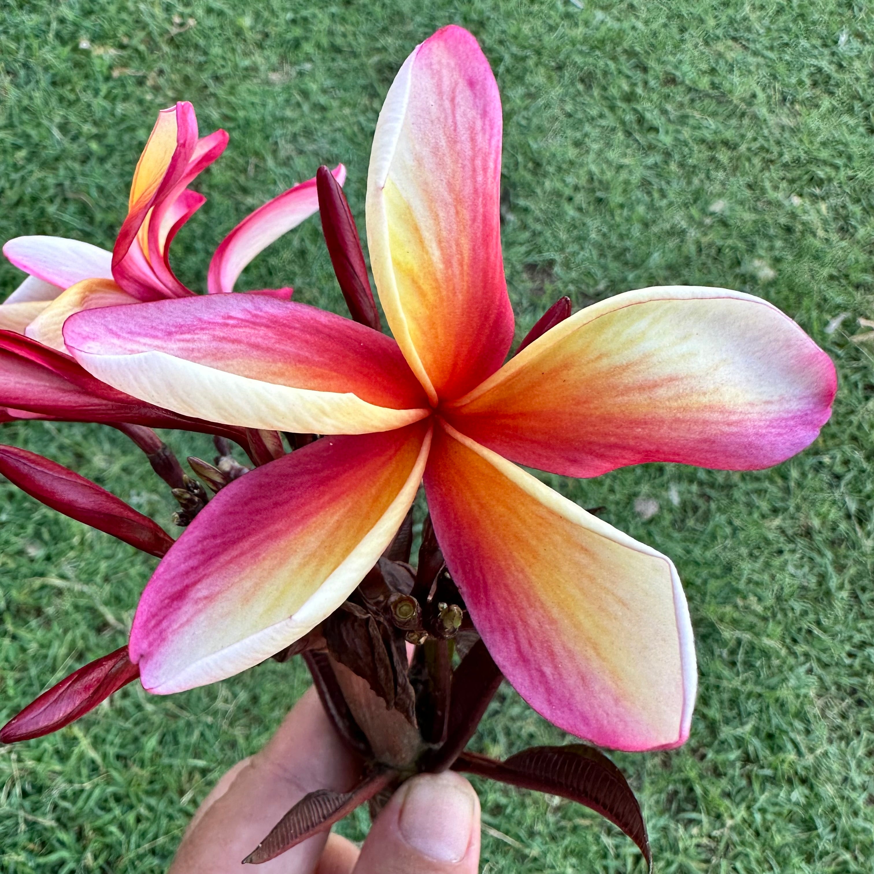Frangipani - Firestorm NEW - Edible Jungle Nursery
