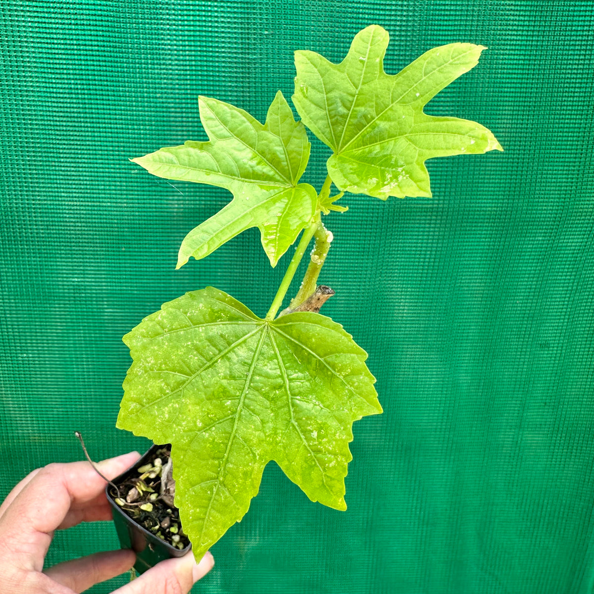 Aibika Hibiscus Spinach - Abelmoschus manihot - Edible Jungle Nursery
