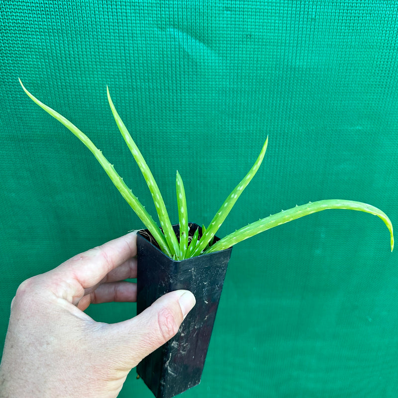 Aloe vera - Edible Jungle Nursery