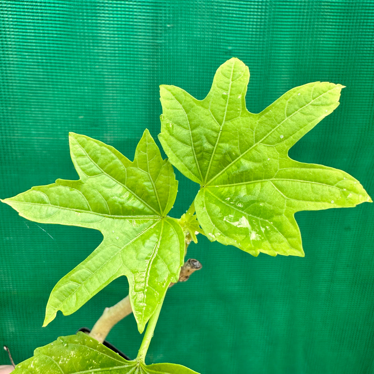 Aibika Hibiscus Spinach - Abelmoschus manihot NEW - Edible Jungle Nursery
