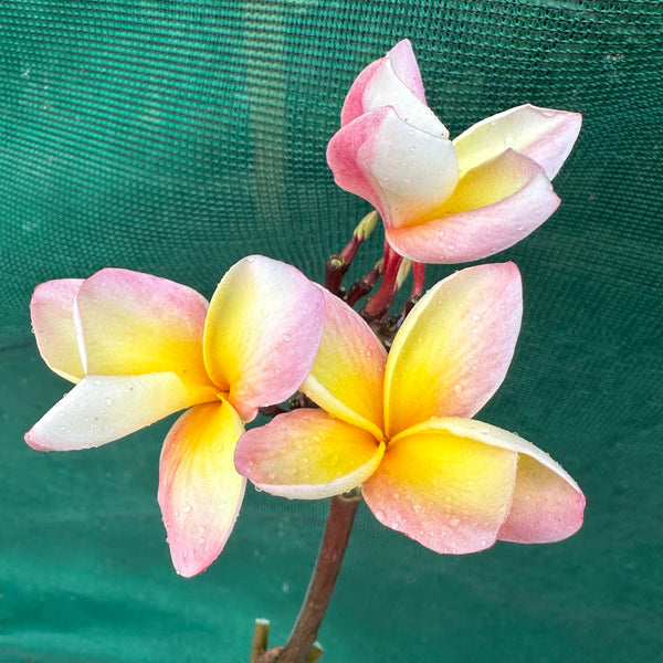 Frangipani - Col’s Cooktown Sunset - Edible Jungle Nursery