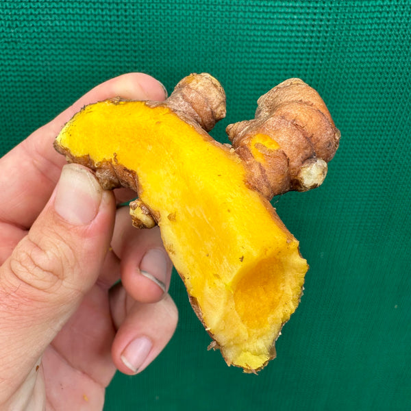 Tumeric - Yellow NEW - Edible Jungle Nursery