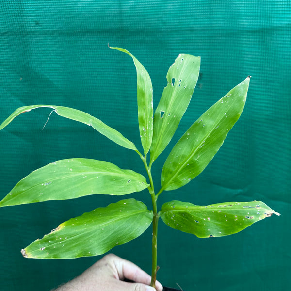 Japanese Myoga Ginger - Zingiber mioga NEW - Edible Jungle Nursery