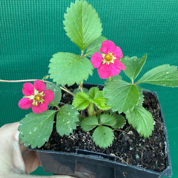 Strawberry - Pinkie - Edible Jungle Nursery