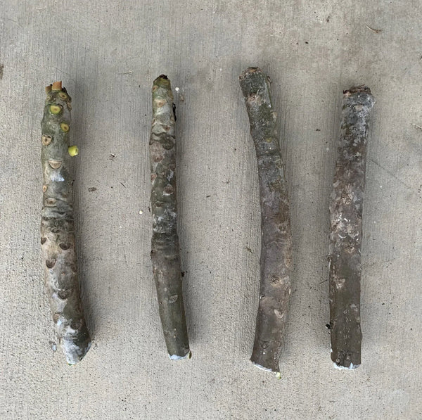 Frangipani - Firestorm - Edible Jungle Nursery