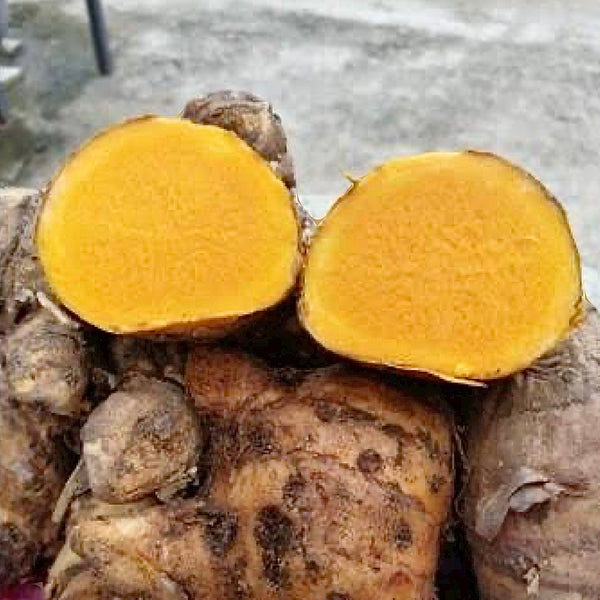 Temulawak - Curcuma xanthorrhiza NEW - Edible Jungle Nursery