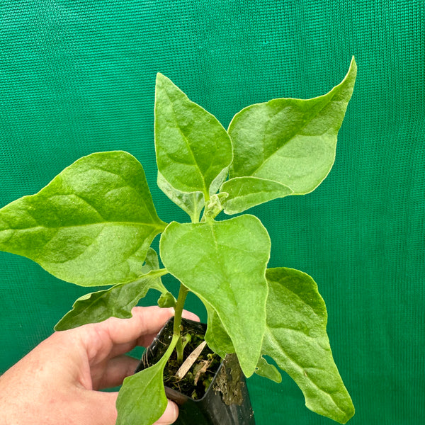 Warrigal Greens - Tetragonia tetragonioides - Edible Jungle Nursery