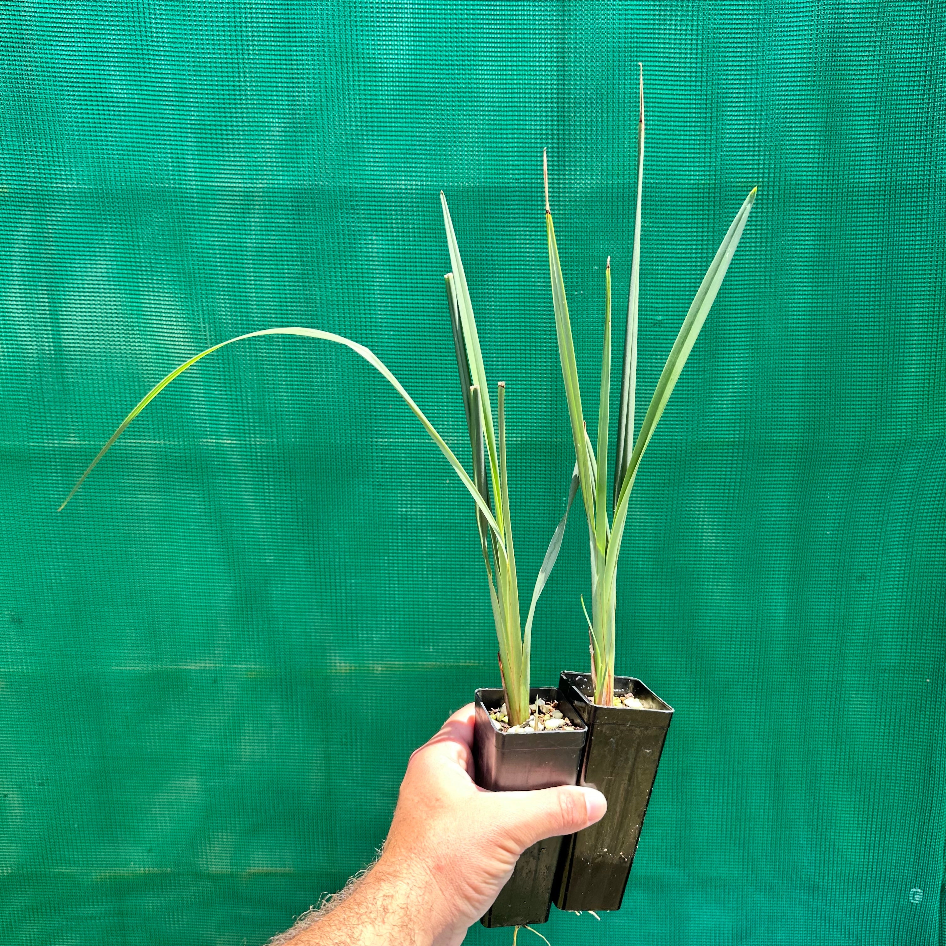 Blueberry Lily - Dianella revoluta - Edible Jungle Nursery