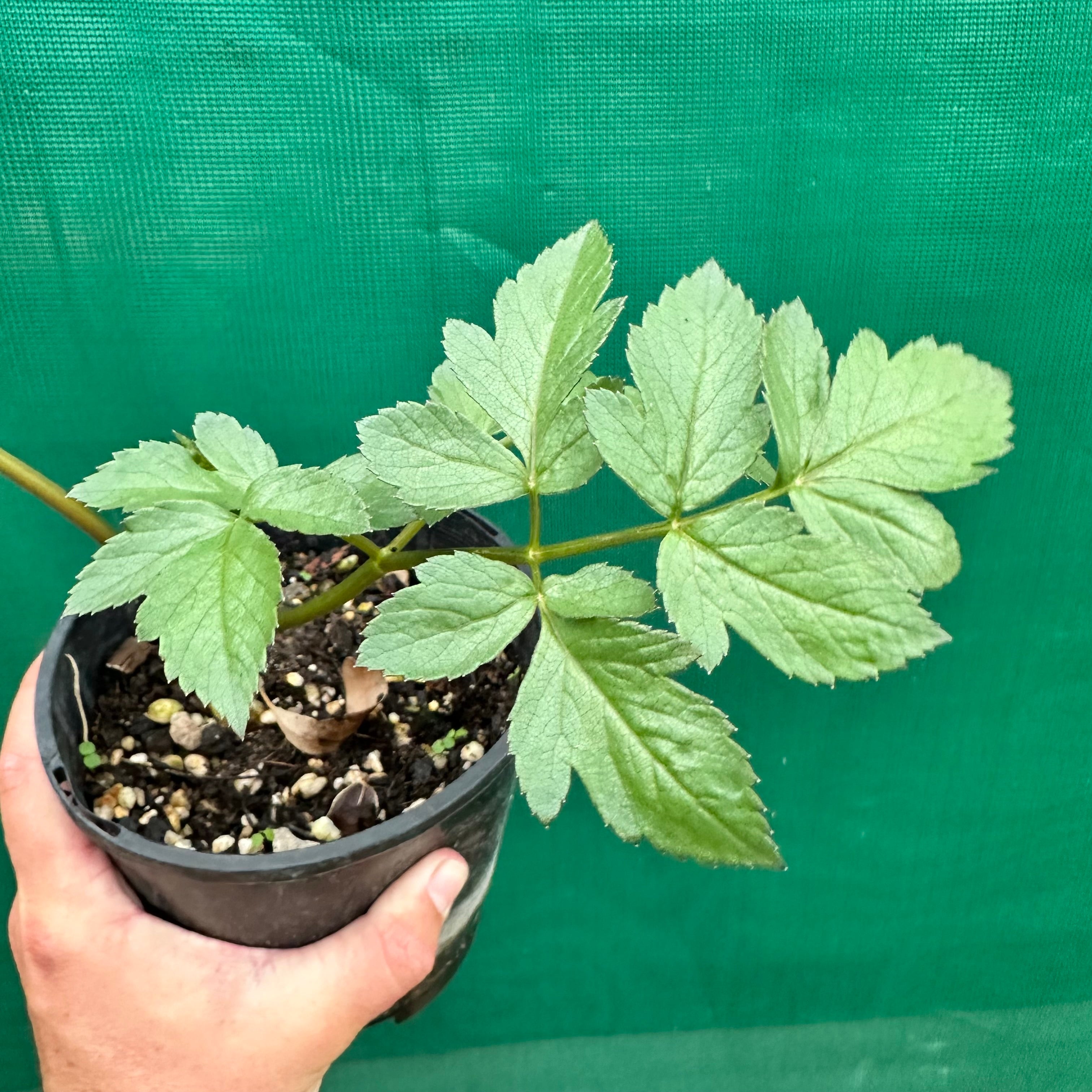 Peruvian Parsnip - Arracacia xanthorrhiza - Edible Jungle Nursery