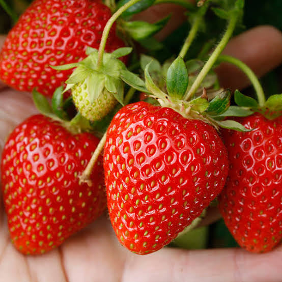 Strawberry - Sweetheart - Edible Jungle Nursery