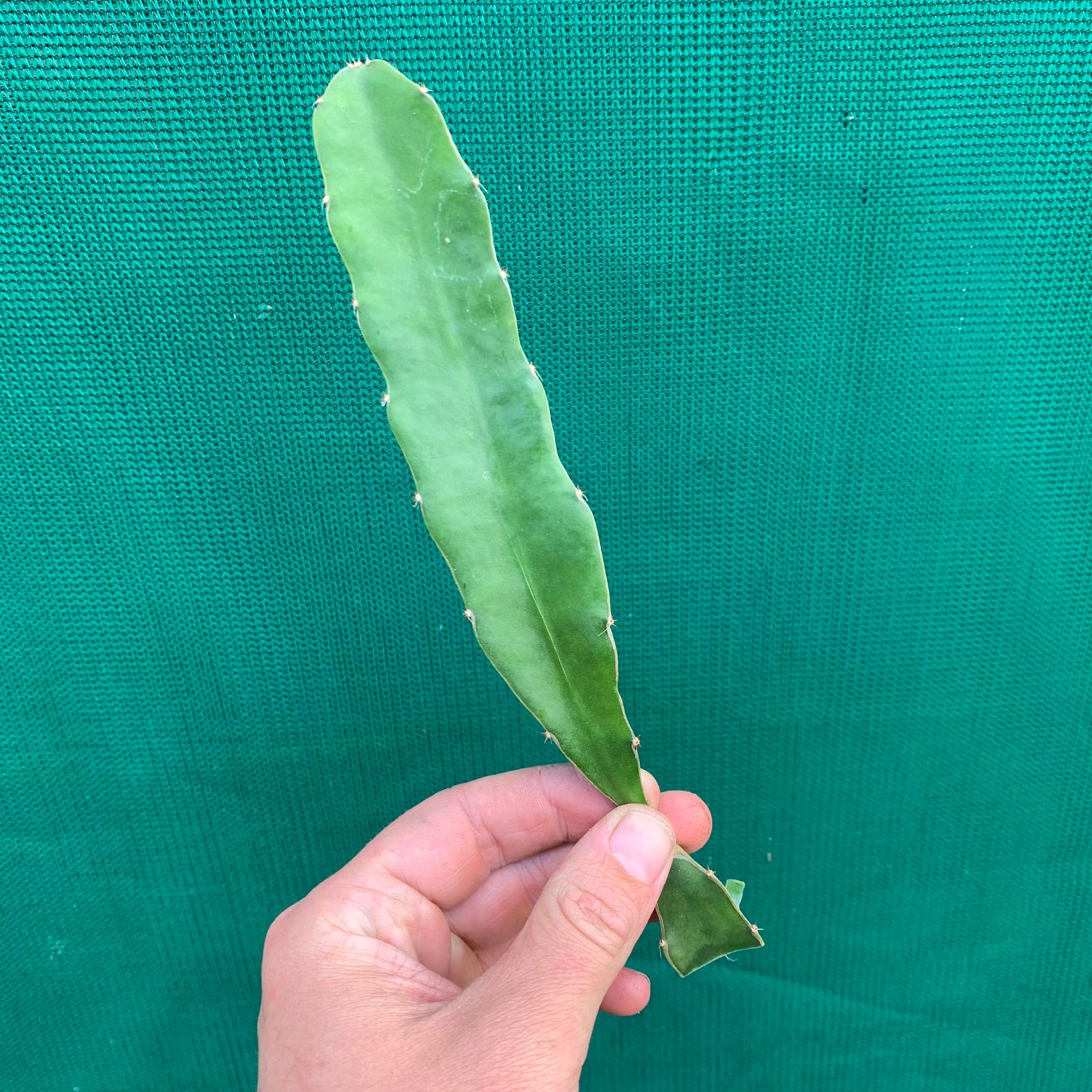Dragon Fruit ‘Cosmic Charlie’ - Edible Jungle Nursery