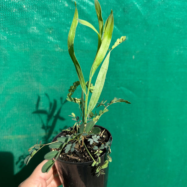 Sweet Scented Wattle - Acacia suaveolens - Edible Jungle Nursery