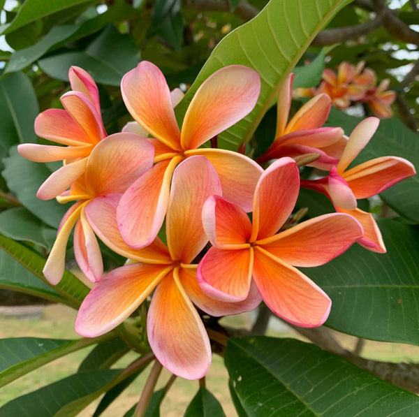 Frangipani - Fruit Salad - Edible Jungle Nursery