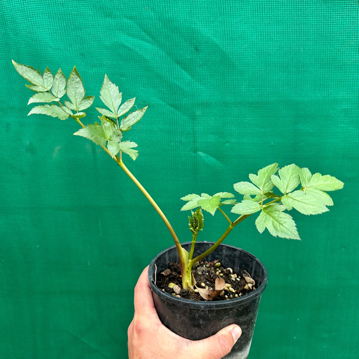 Peruvian Parsnip - Arracacia xanthorrhiza - Edible Jungle Nursery