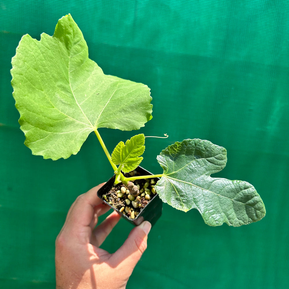 All Plants Page 2 - Edible Jungle Nursery