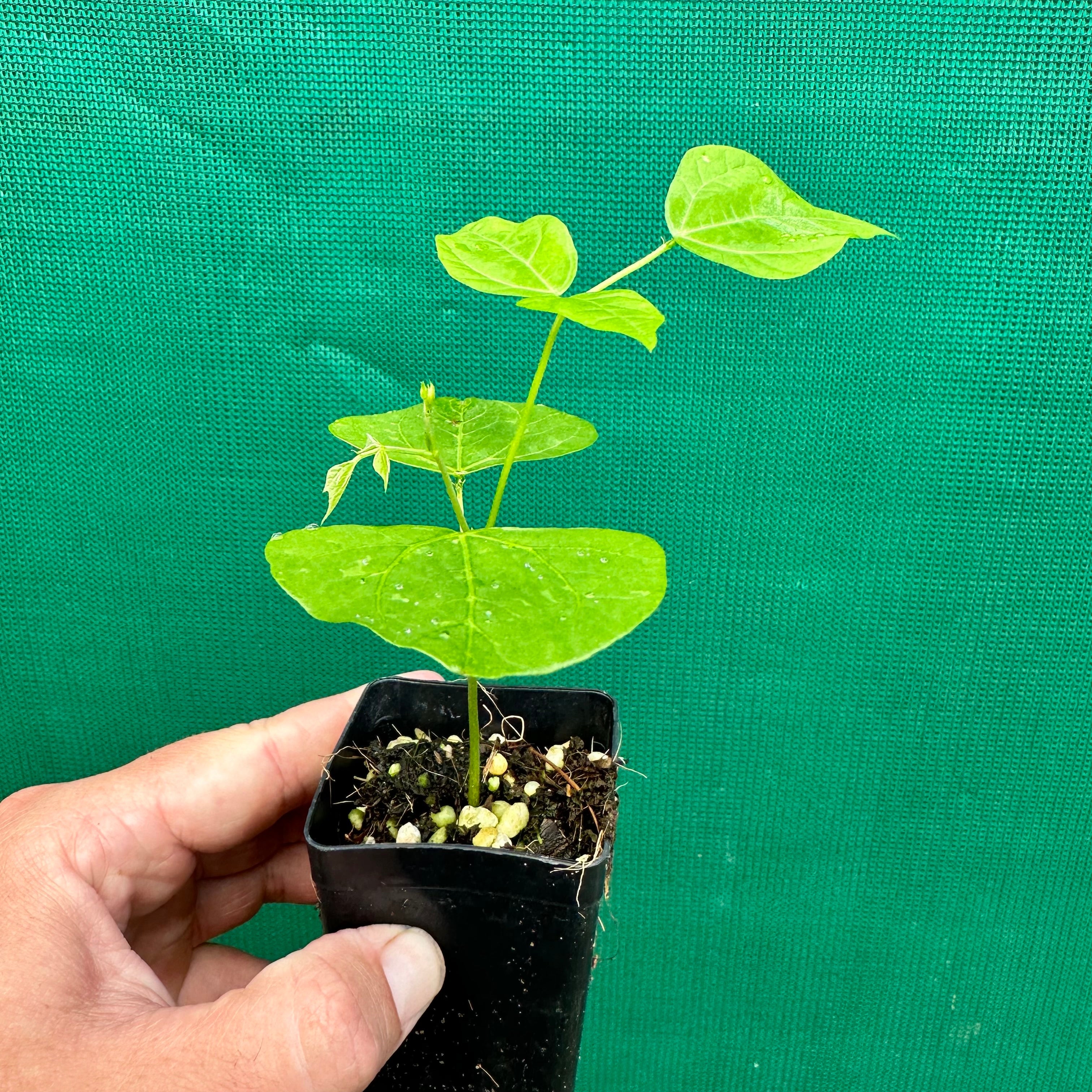 Yam Bean - Pachyrhizus erosus - Edible Jungle Nursery