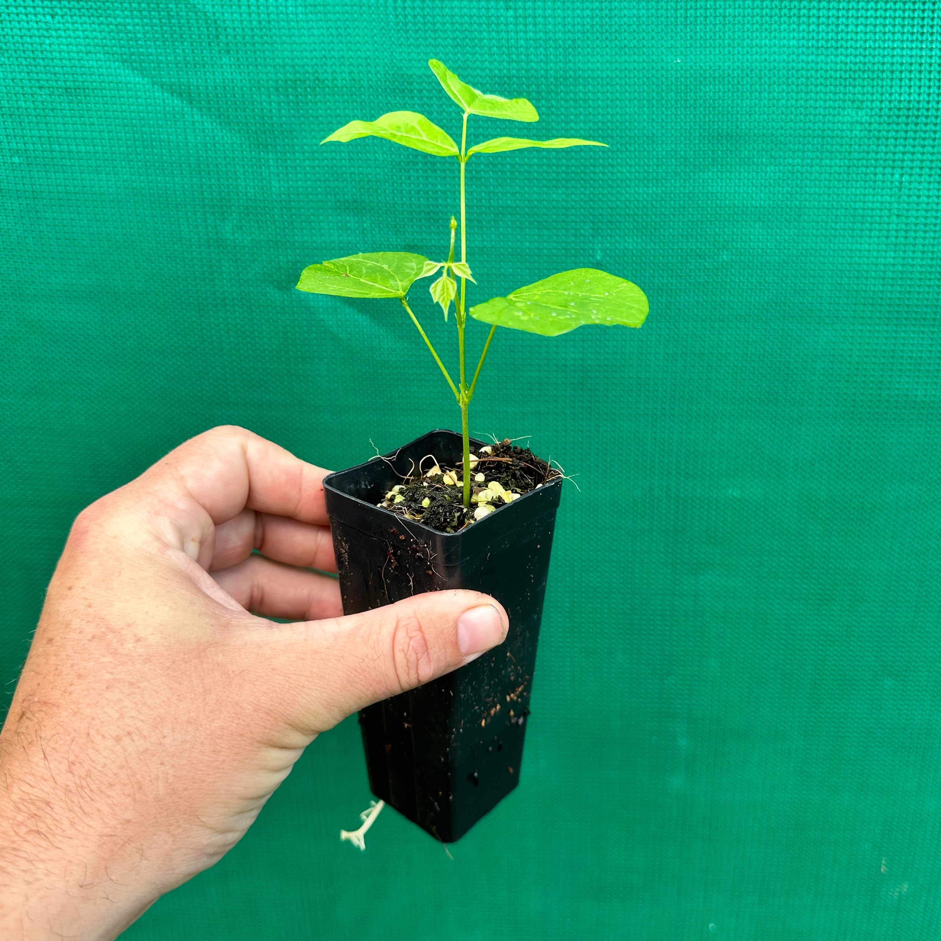 Yam Bean - Pachyrhizus erosus - Edible Jungle Nursery