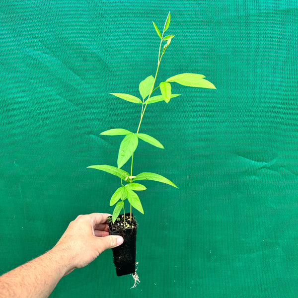 Pigeon Pea - Cajanus cajan - Edible Jungle Nursery