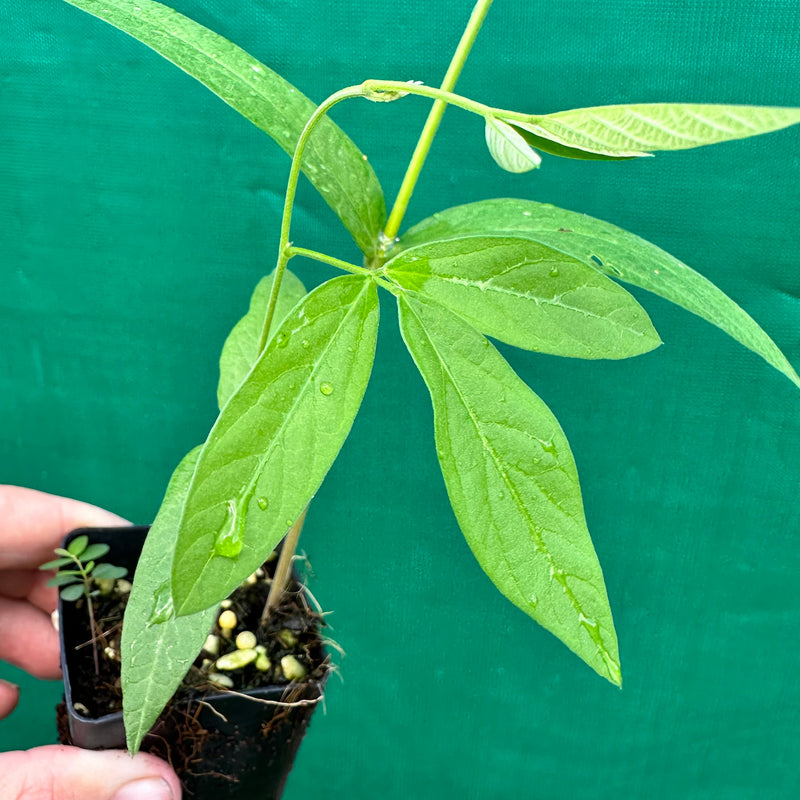Pigeon Pea - Cajanus cajan - Edible Jungle Nursery