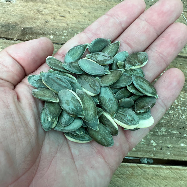 Pepitas Pumpkin - Edible Seeds - Edible Jungle Nursery