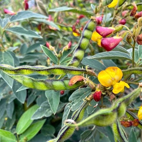 Pigeon Pea - Cajanus cajan - Edible Jungle Nursery