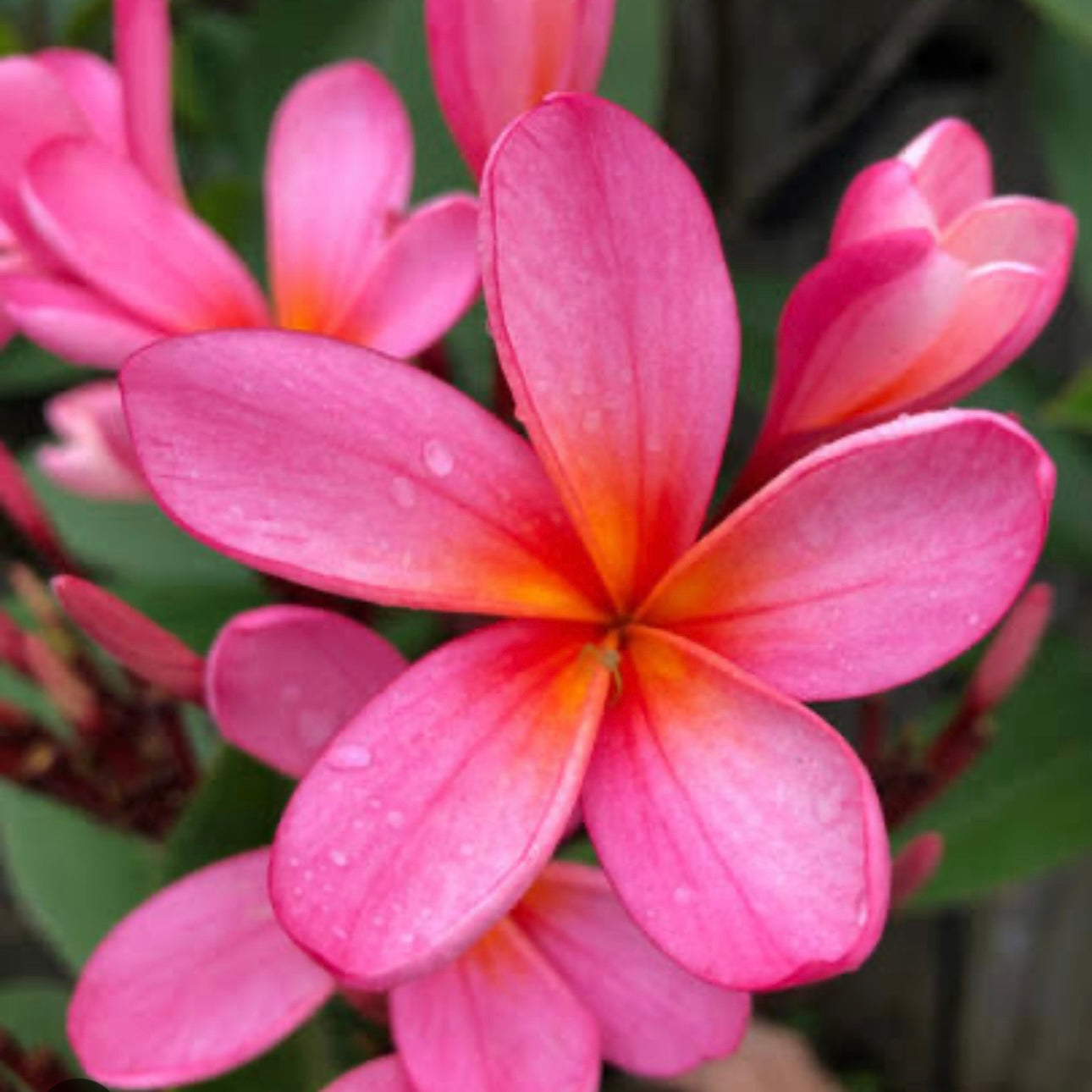 Frangipani - Aussie Pink - Edible Jungle Nursery