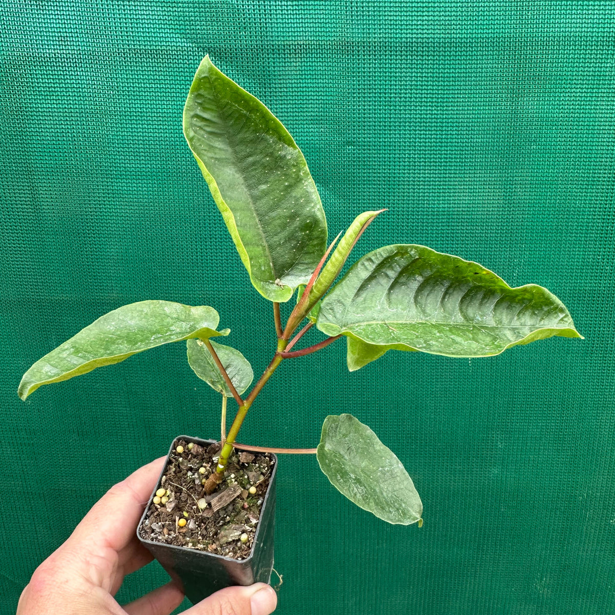 Moreton Bay Fig - Ficus macrophylla - Edible Jungle Nursery