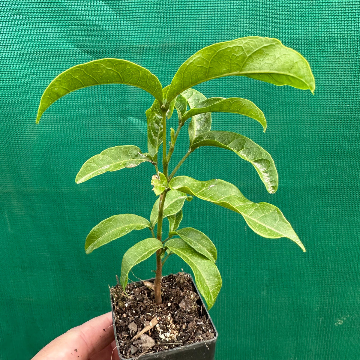 Small-leaved Tamarind - Diploglottis campbellii - Edible Jungle Nursery