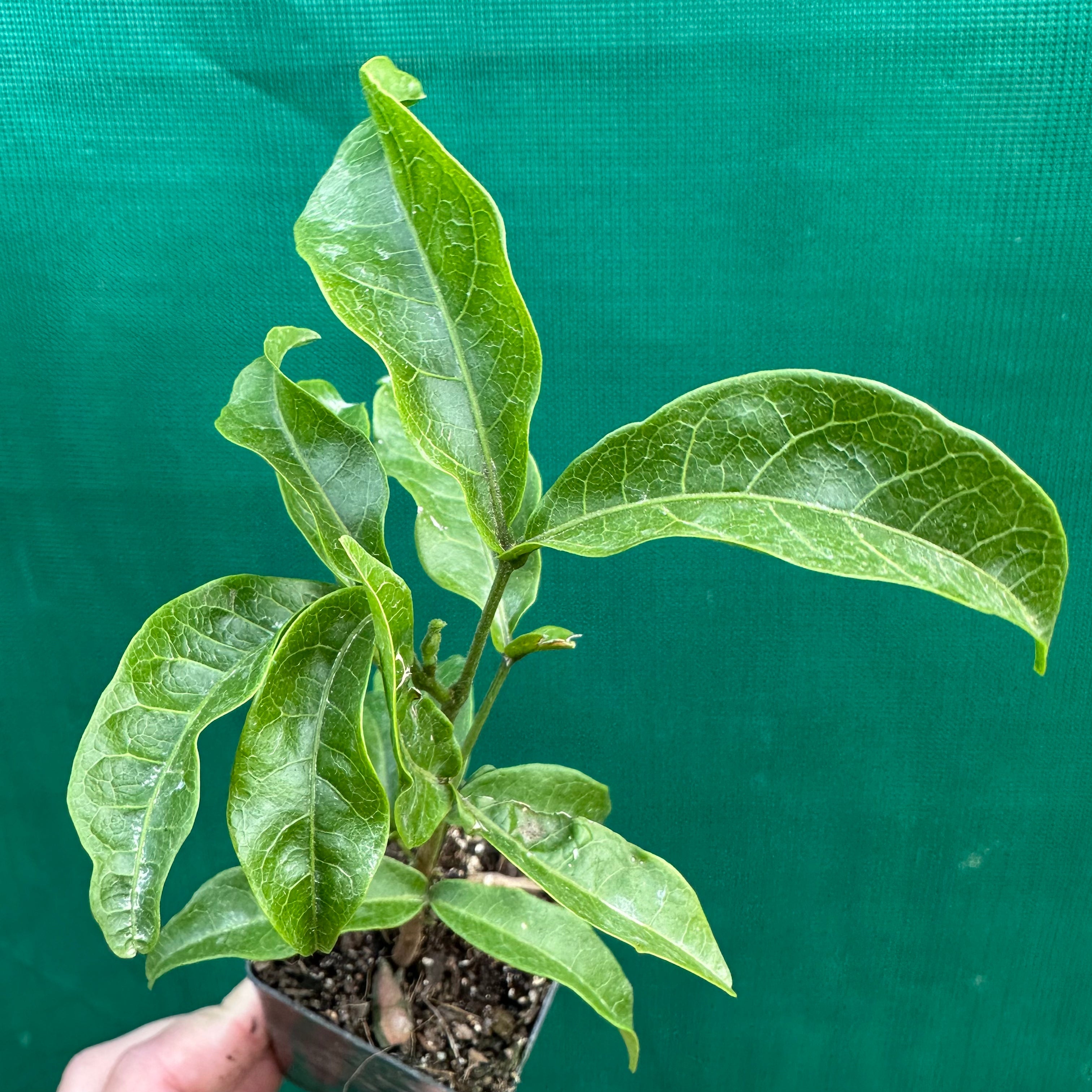 Small-leaved Tamarind - Diploglottis campbellii - Edible Jungle Nursery