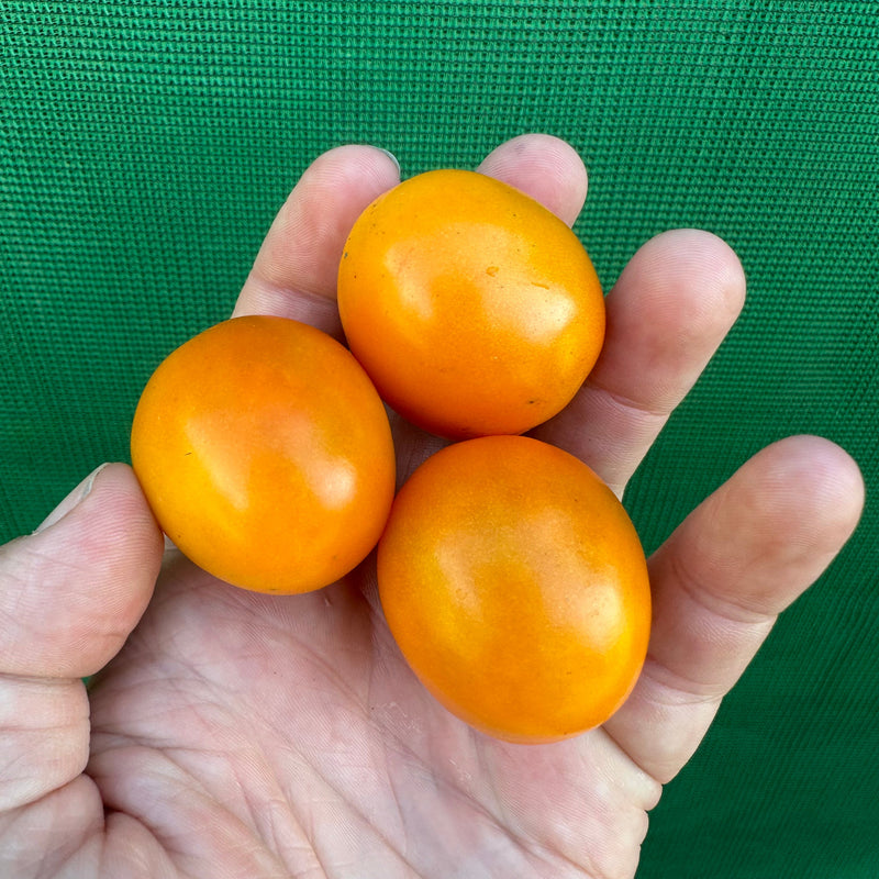 Mini Orange Tomato - Edible Jungle Nursery