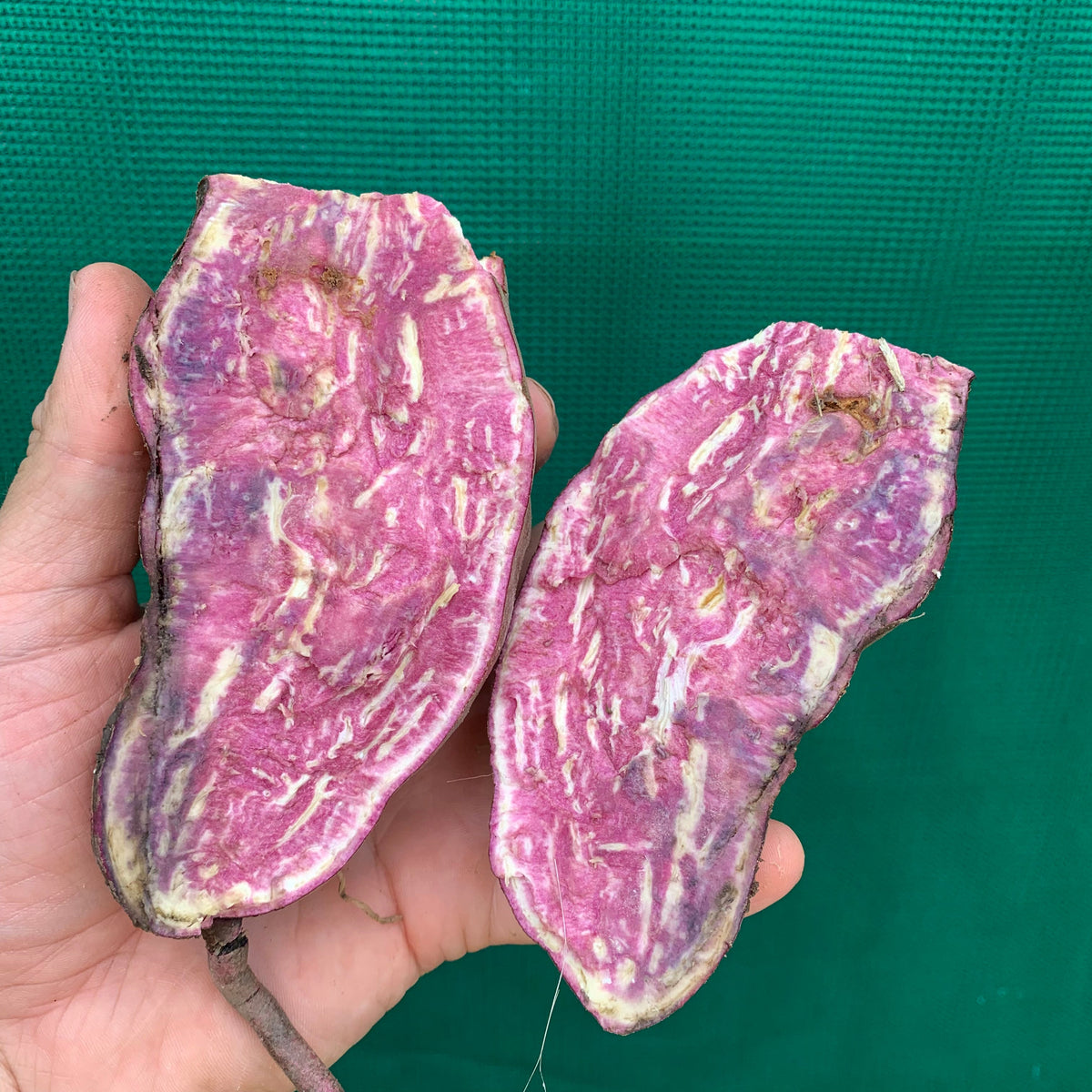 Sweet Potato ‘Kumara’ - Edible Jungle Nursery