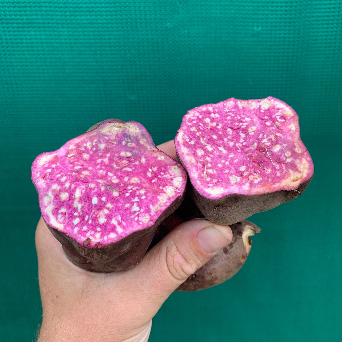 Sweet Potato ‘Kumara’ - Edible Jungle Nursery