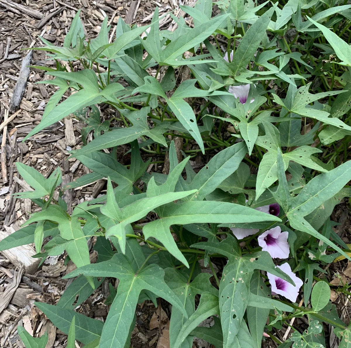 Sweet Potato ‘Molokai Purple’ - Edible Jungle Nursery