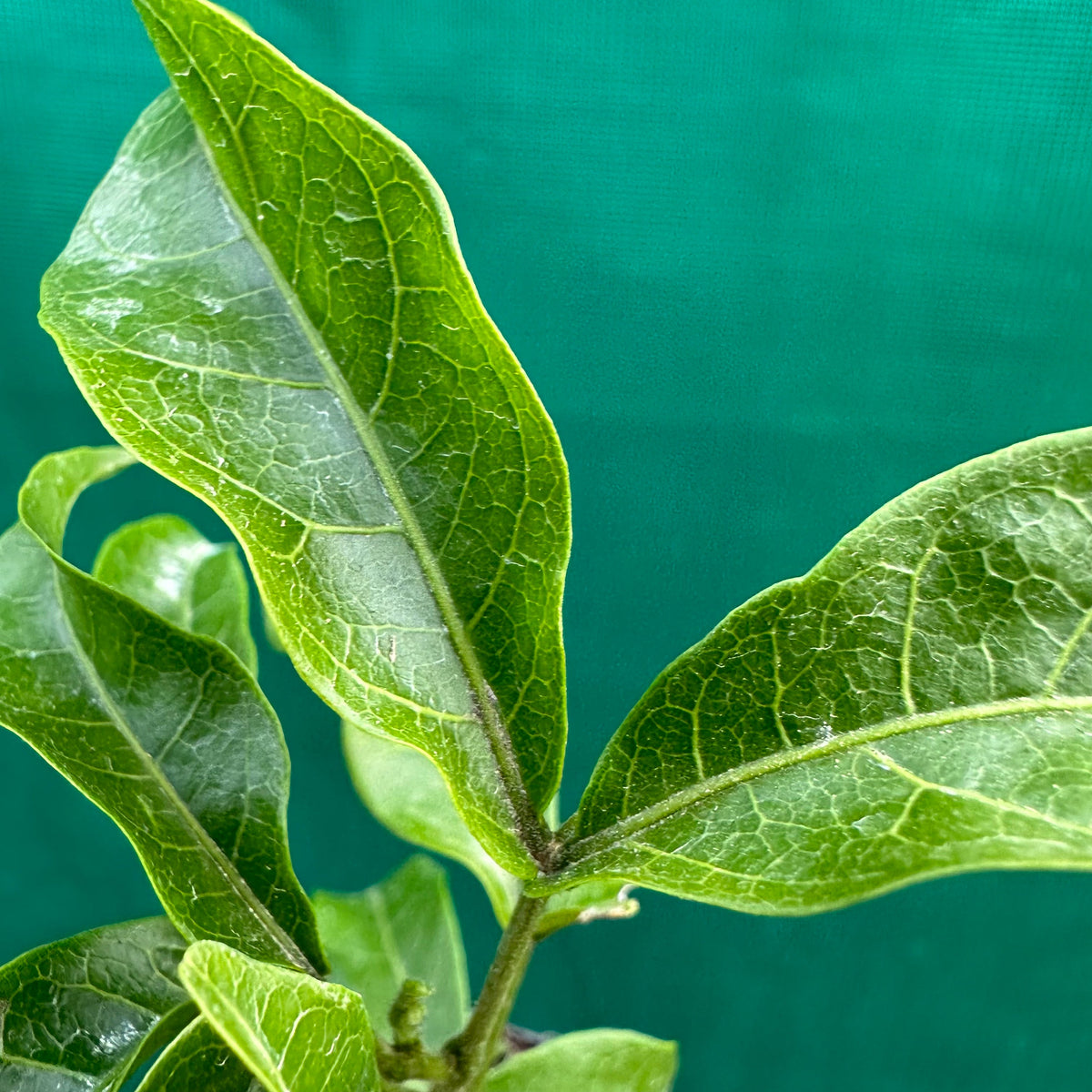 Small-leaved Tamarind - Diploglottis campbellii - Edible Jungle Nursery