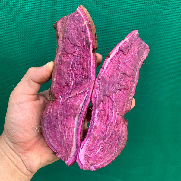 Sweet Potato ‘Molokai Purple’ - Edible Jungle Nursery