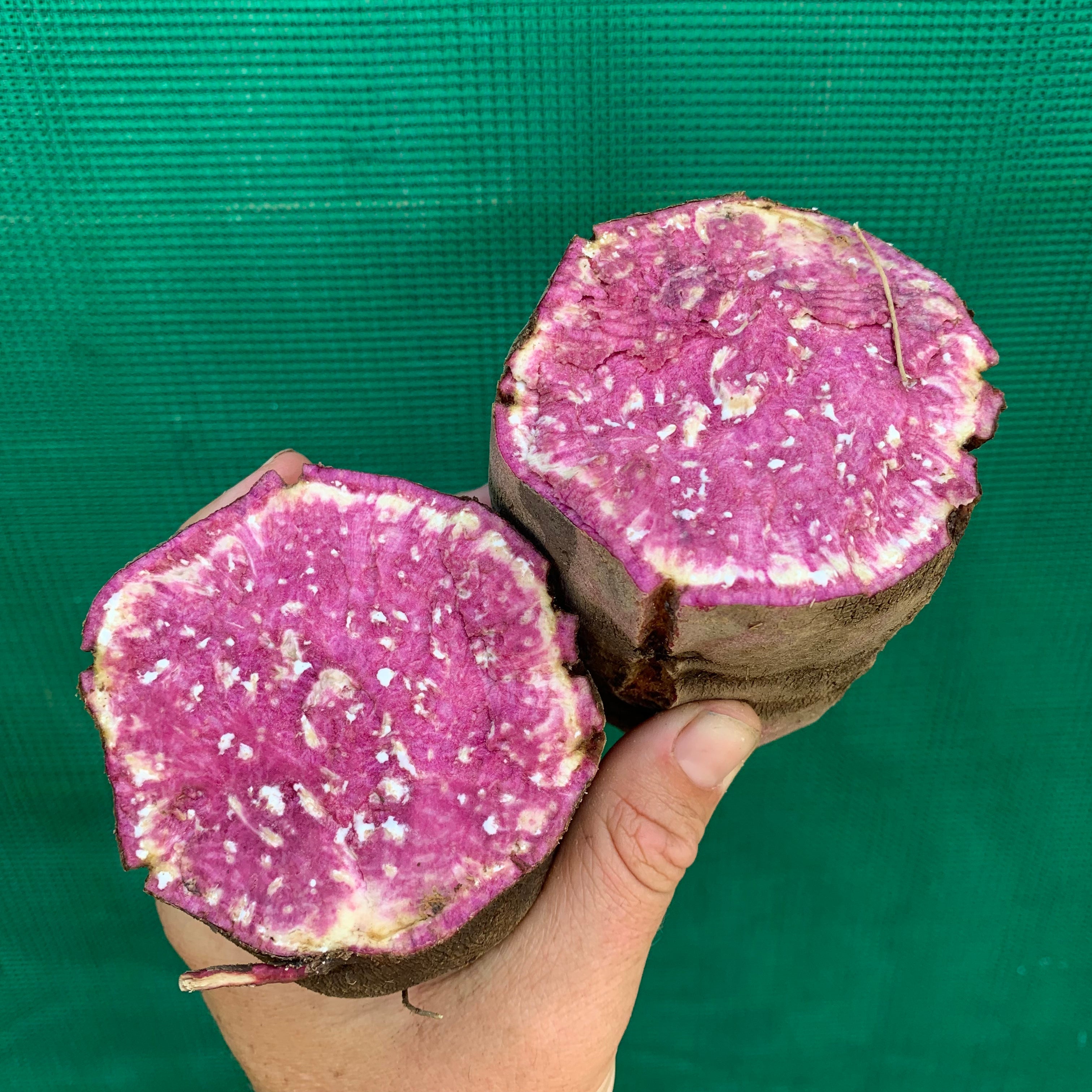 Sweet Potato ‘Kumara’ - Edible Jungle Nursery