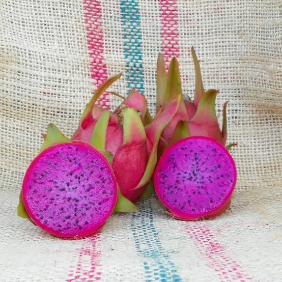 Dragon Fruit ‘Halley’s Comet’ - Edible Jungle Nursery