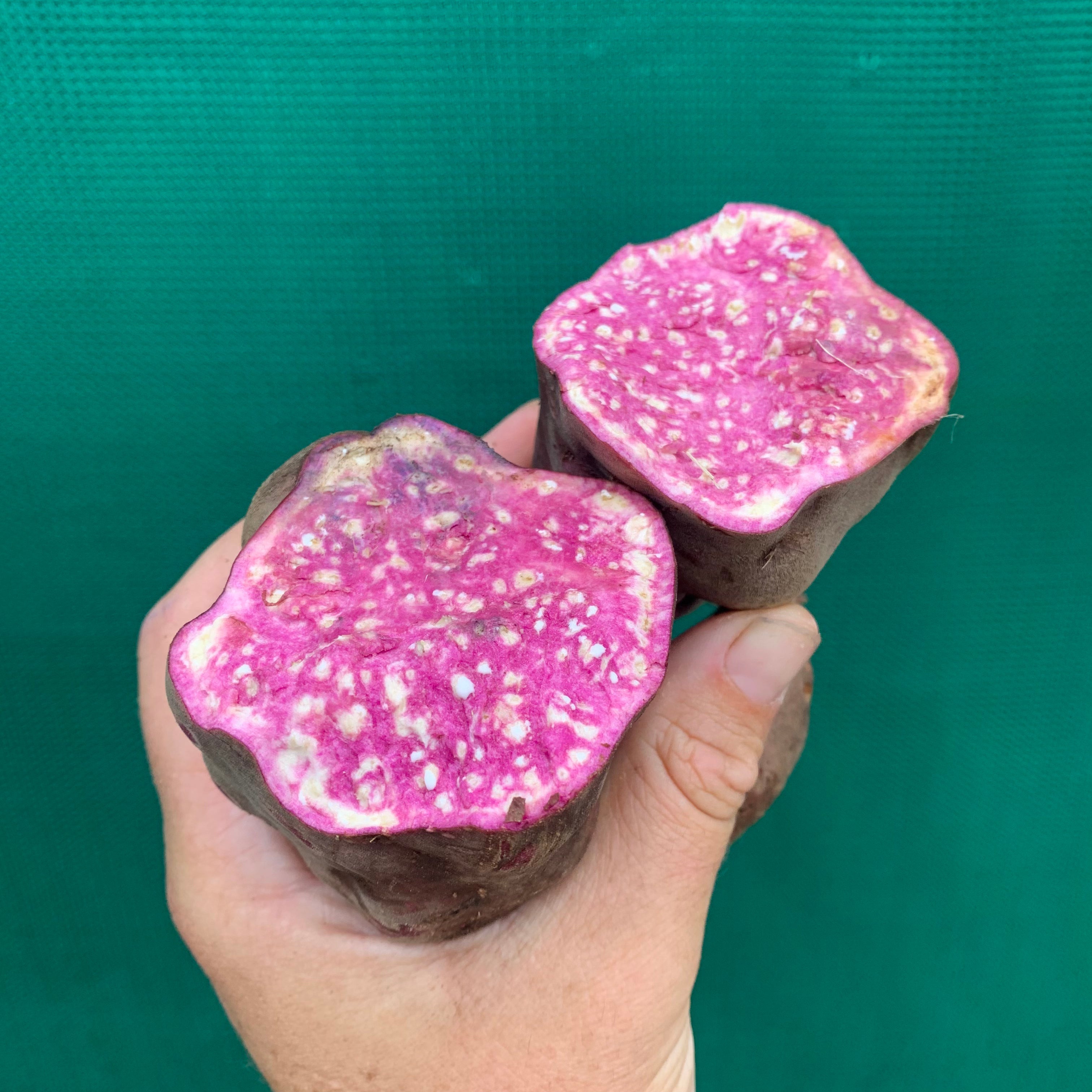 Sweet Potato ‘Kumara’ - Edible Jungle Nursery