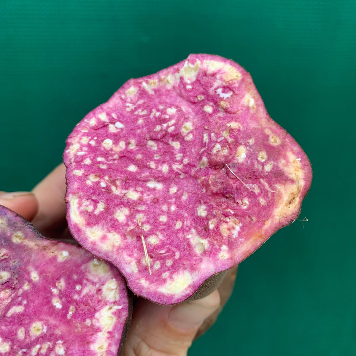 Sweet Potato ‘Kumara’ - Edible Jungle Nursery
