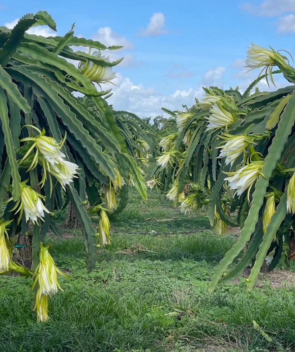 Dragon Fruit ‘Halley’s Comet’ - Edible Jungle Nursery